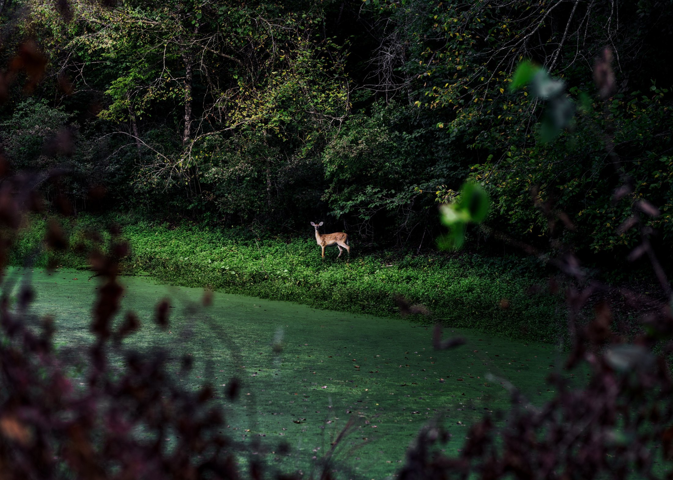 A Breakdown of The Persona, Ego, Shadow, and The Self – New Age Lessons